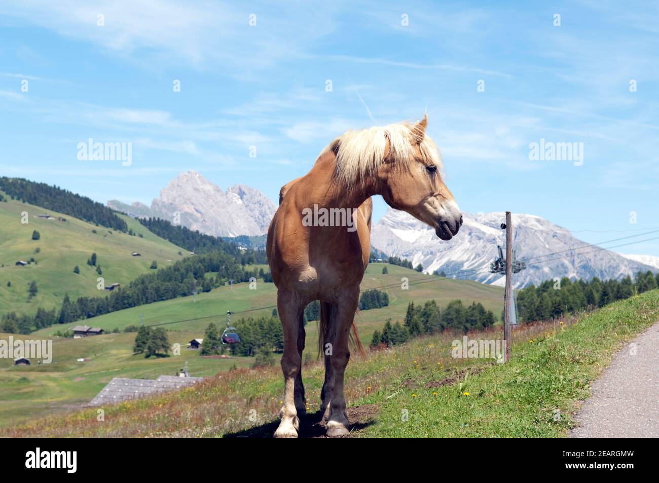 Pferdekoepfe hi-res stock photography and images - Alamy