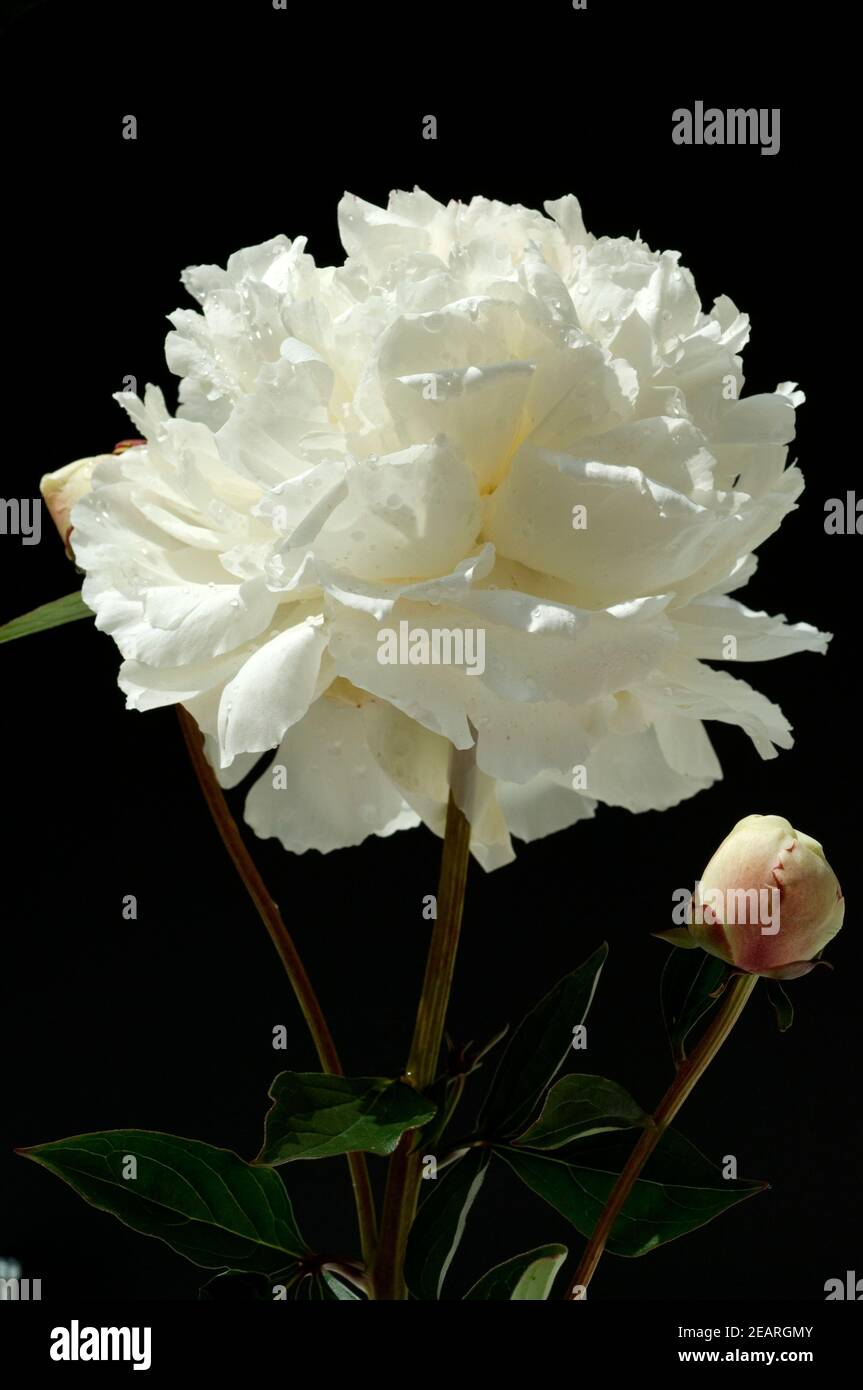 Pfingstrosen hi-res stock photography and images - Alamy