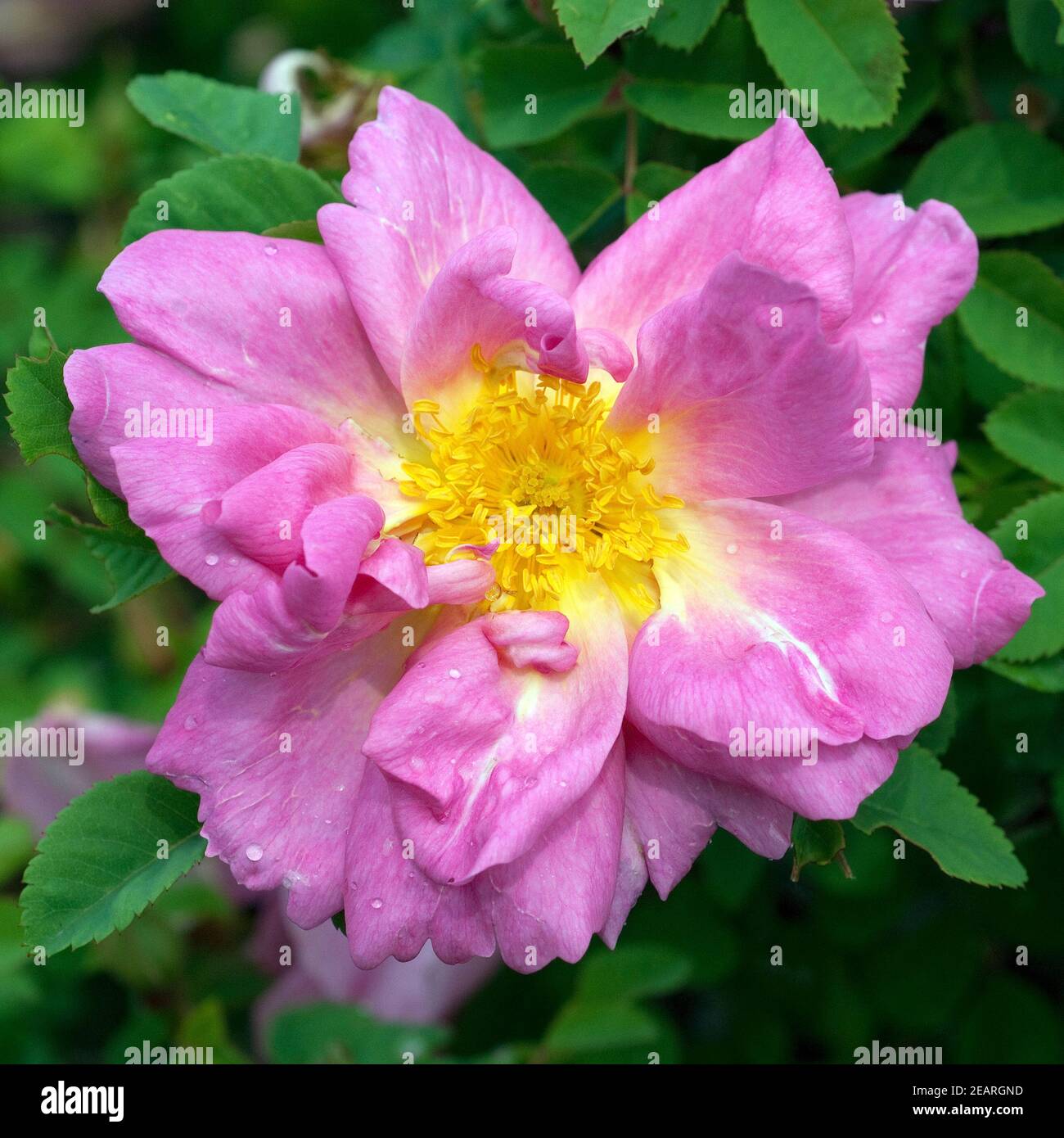 Strauchrosen hi-res stock photography and images - Alamy