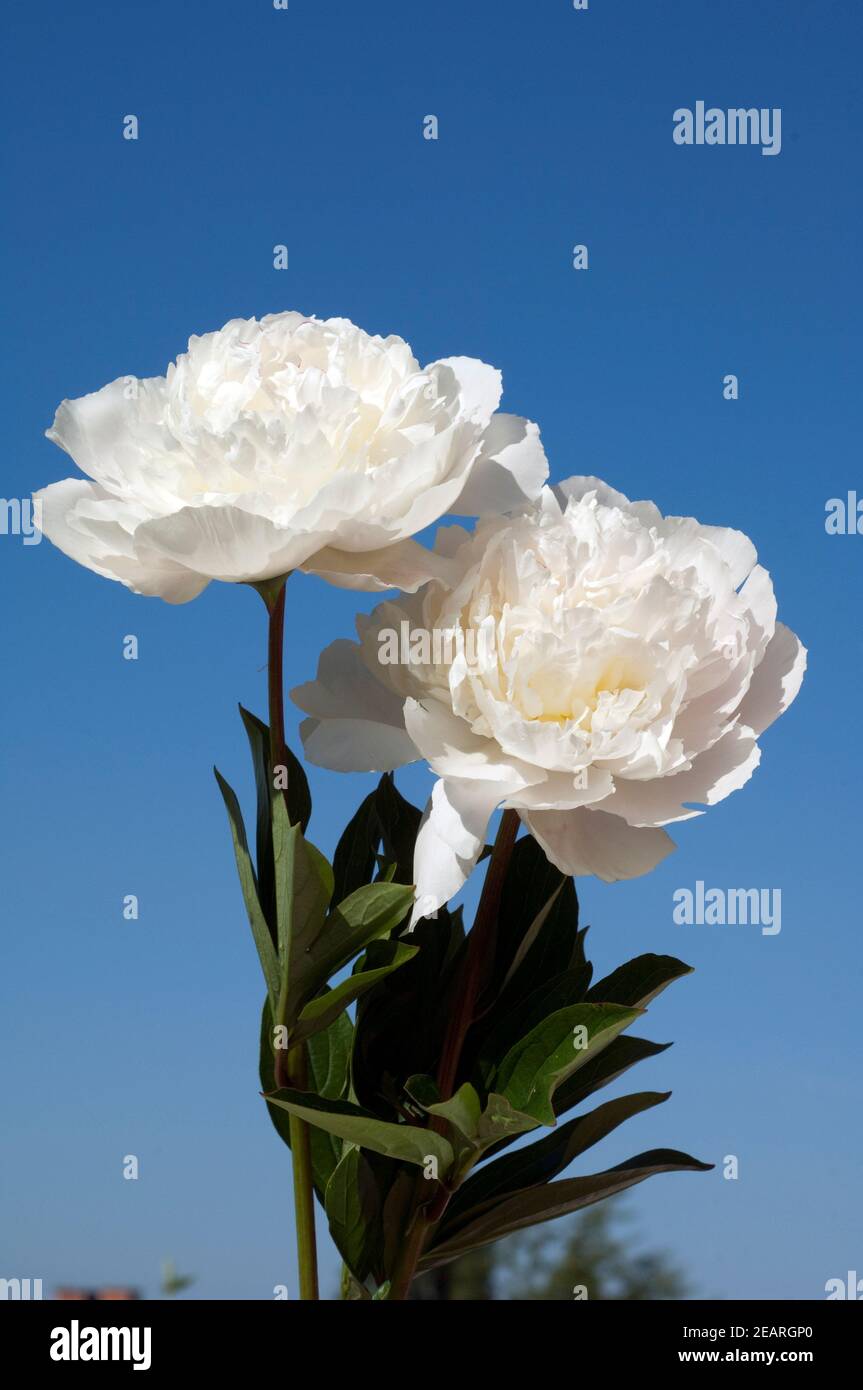 Pfingstrosen hintergrund hi-res stock photography and images - Alamy