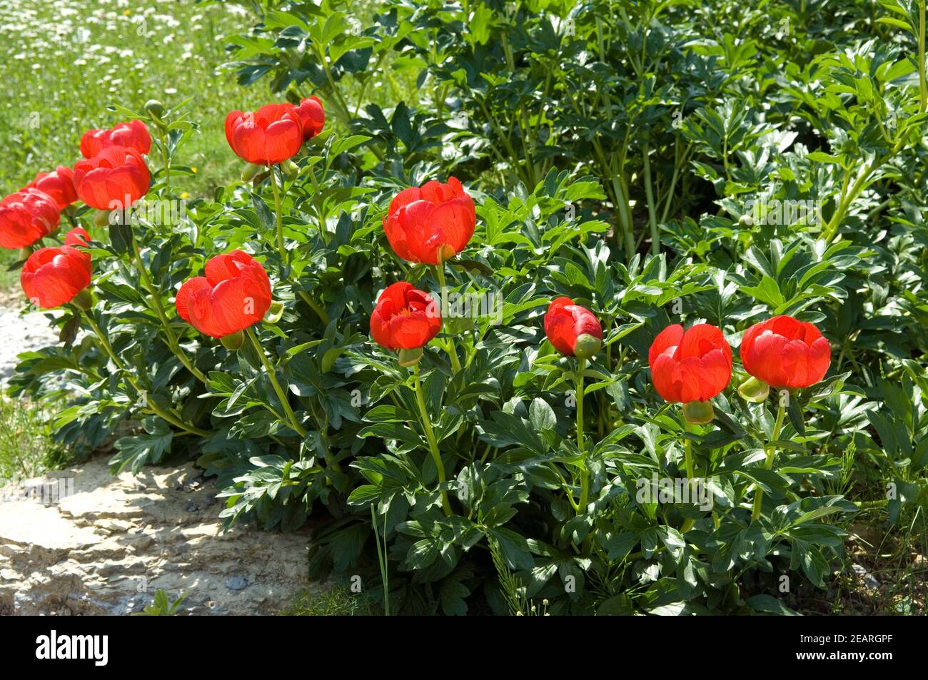 Pfingstrosen hi-res stock photography and images - Alamy