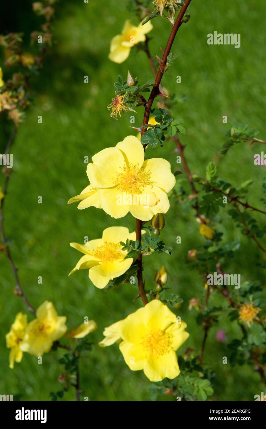 Gelbe strauchrose hi-res stock photography and images - Alamy