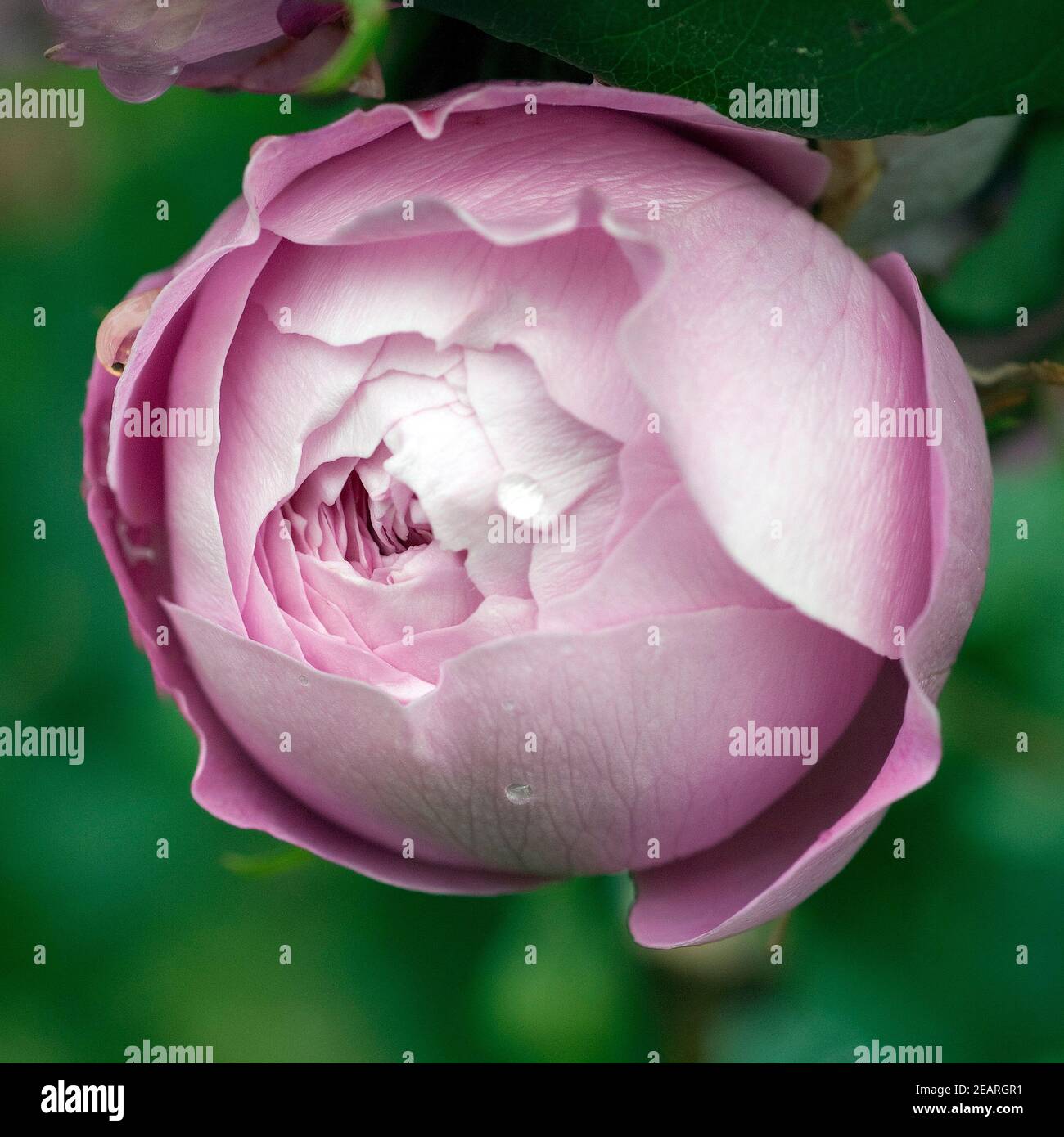 Strauchrosen High Resolution Stock Photography and Images - Alamy