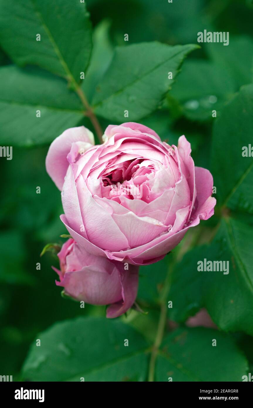 Strauchrosen High Resolution Stock Photography and Images - Alamy