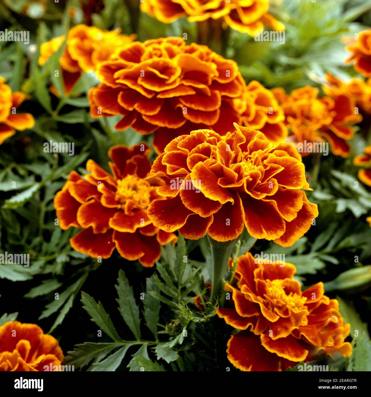 Studentenblume tagetes marigold tagetes hi-res stock photography and ...