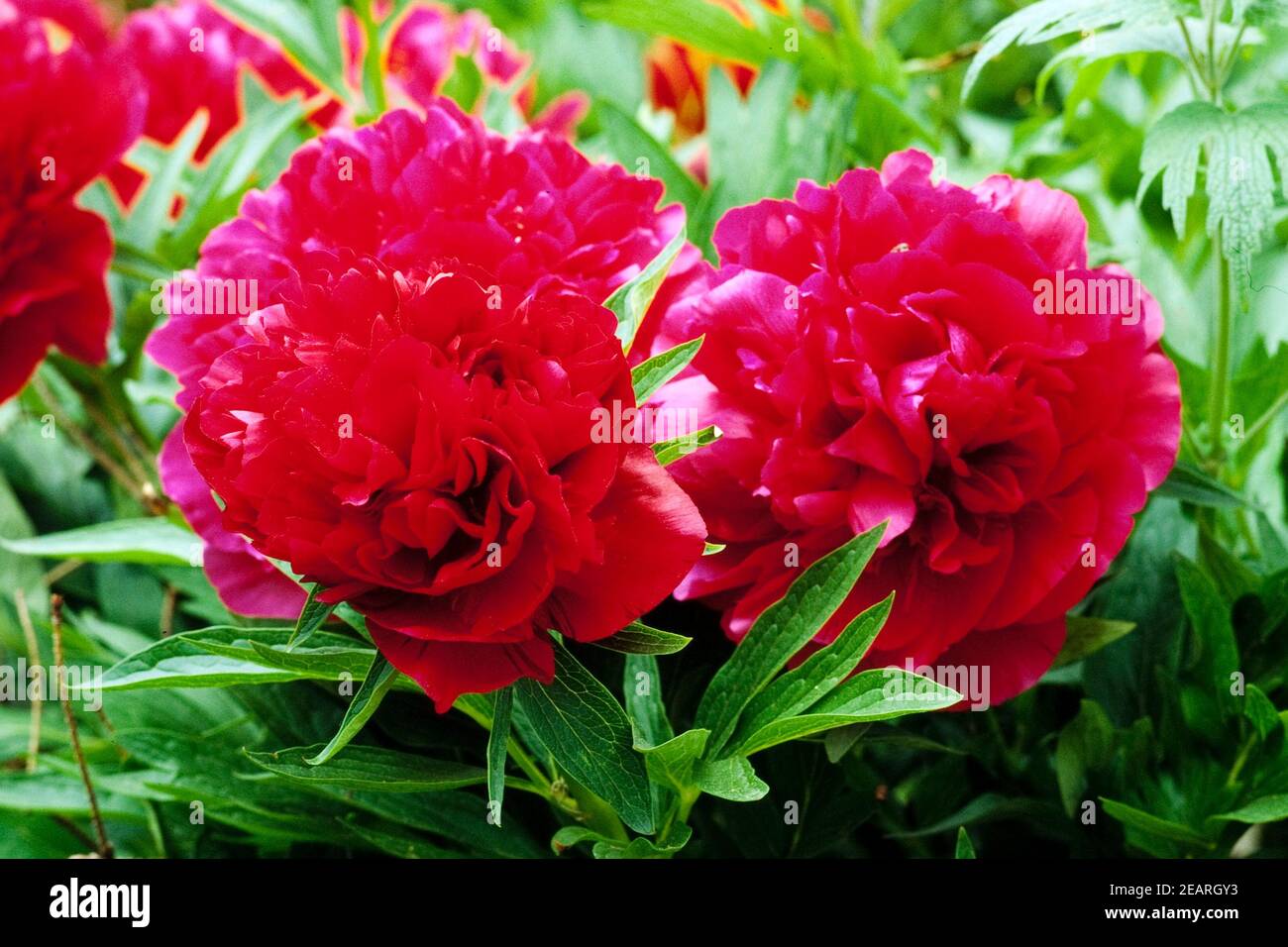 Blutrosen hi-res stock photography and images - Alamy