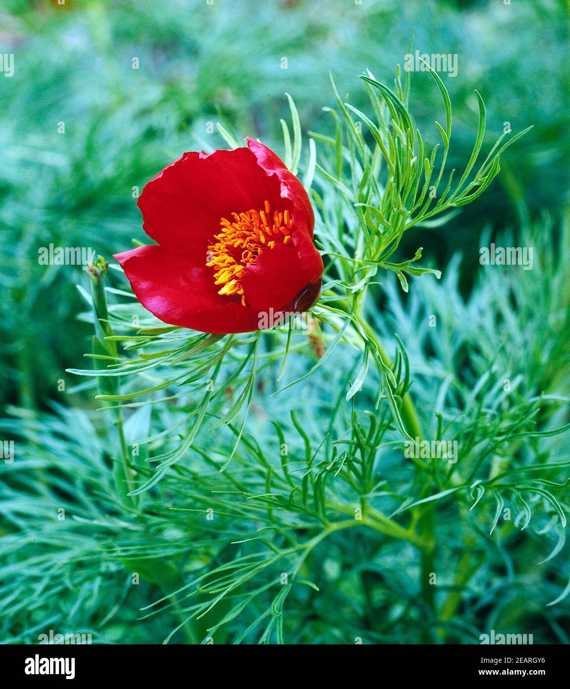 Pfingstrose, Paeonia, tenuifolia Stock Photo - Alamy