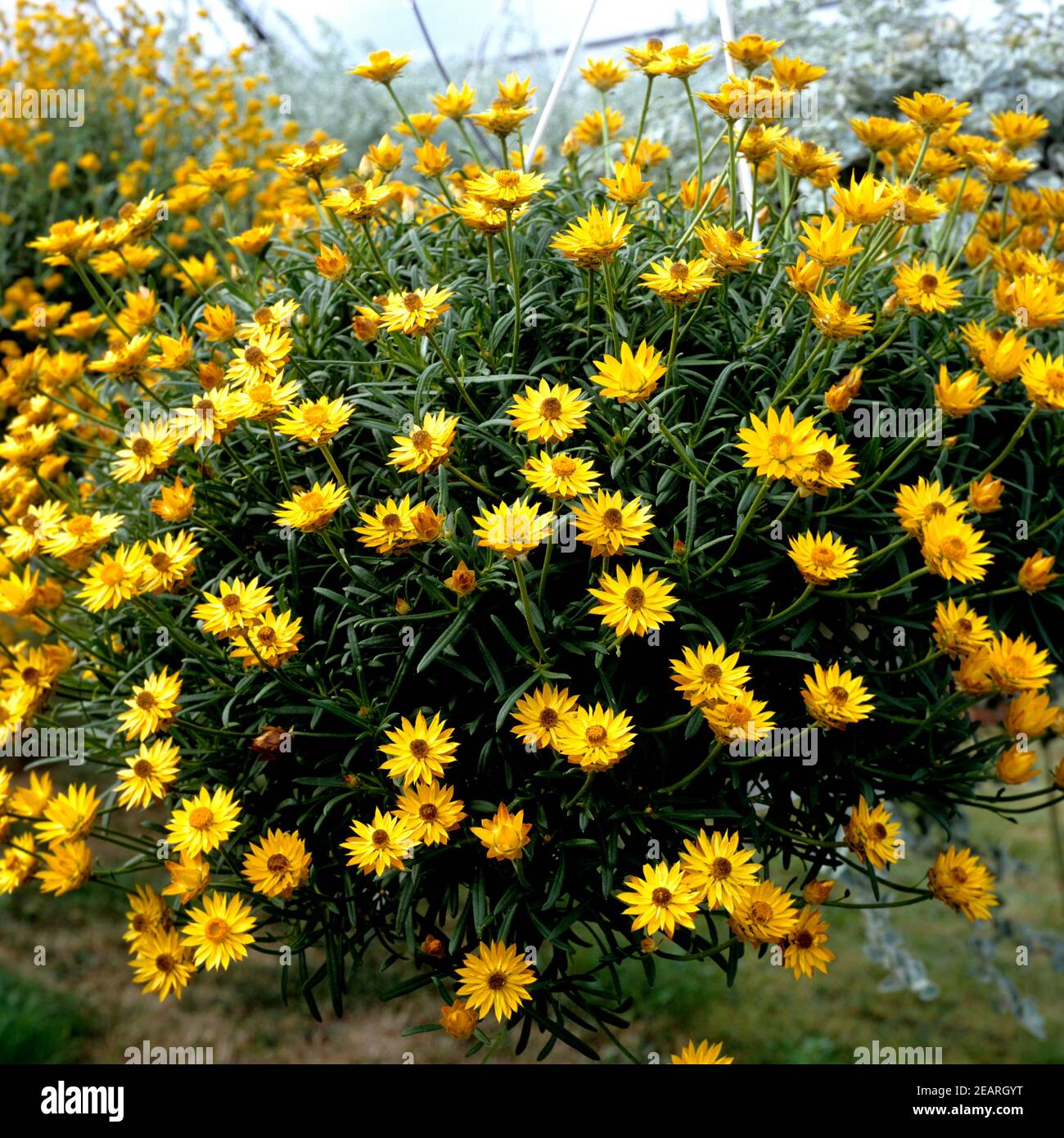 Strohblume, Golden Beauty Stock Photo - Alamy