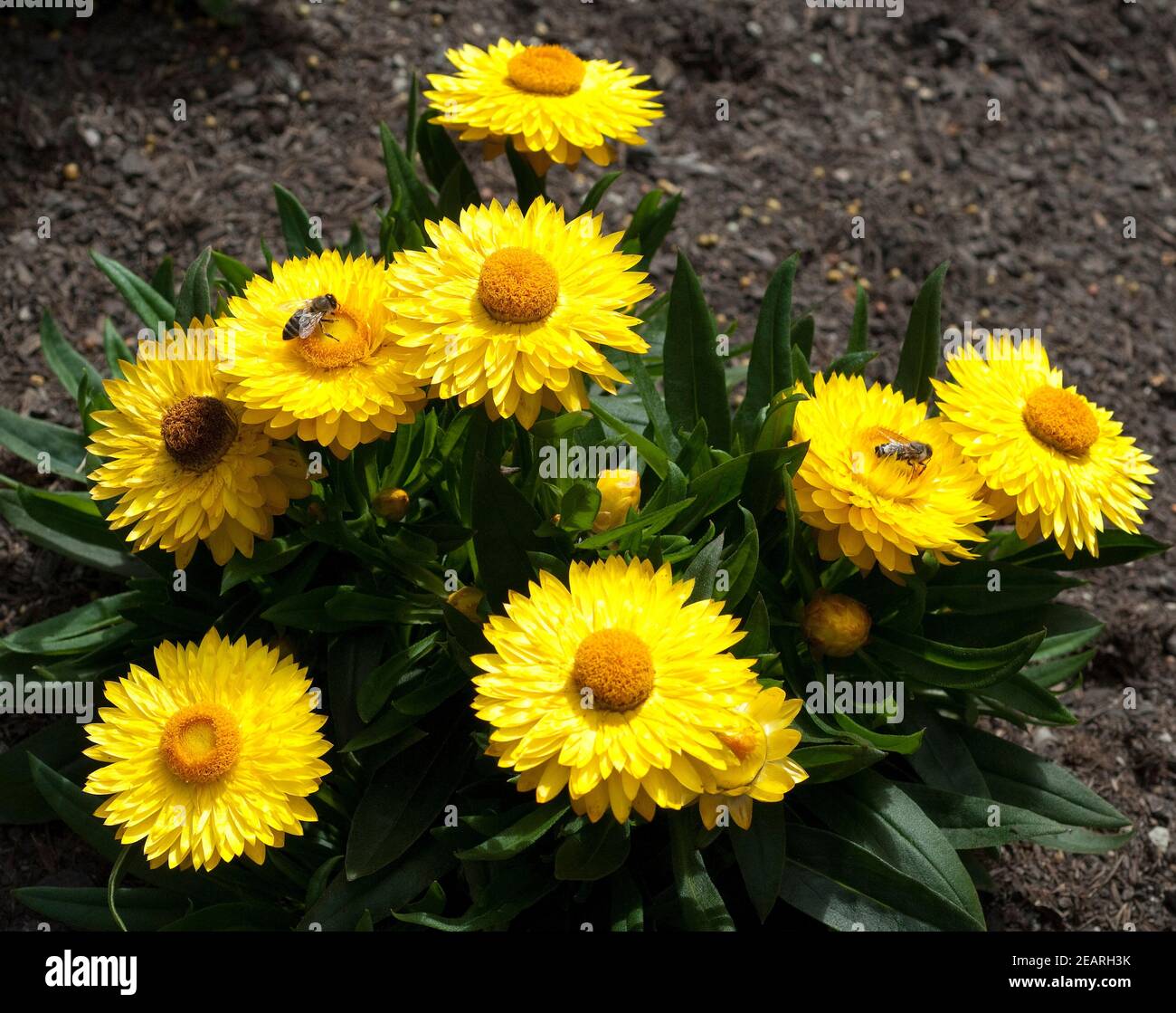 Strohblume, Helichrysum bracteatum Stock Photo - Alamy