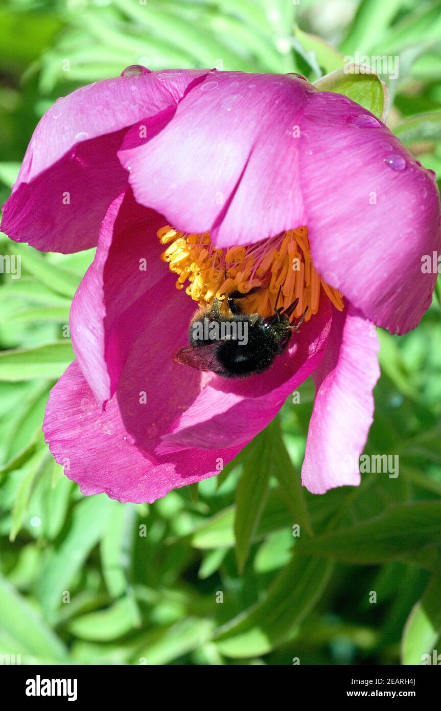 Hummeln hi-res stock photography and images - Alamy