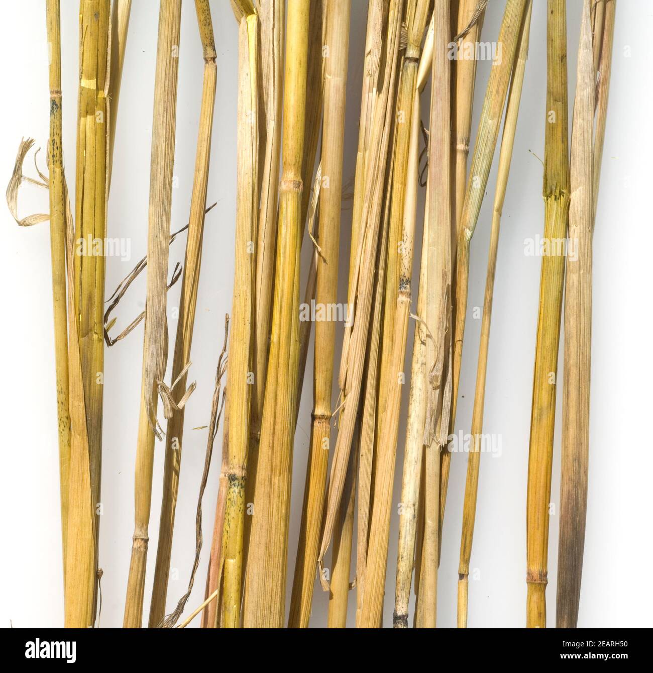 Getreide halm hi-res stock photography and images - Alamy