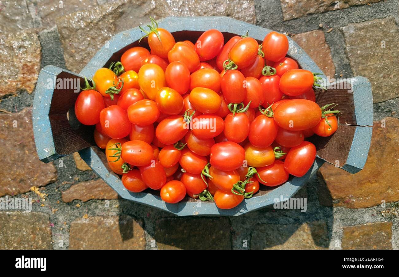Pflaumen-Buschtomate, Romello, F1, Tomate, Lycopersicon, esculentum ...
