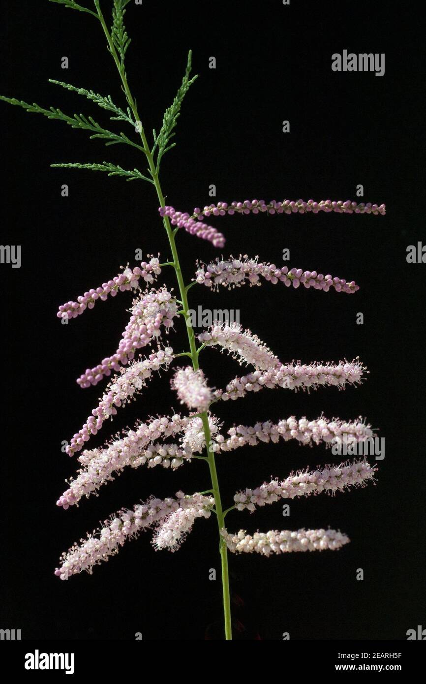 Tamarisk tamarix africana hi-res stock photography and images - Alamy