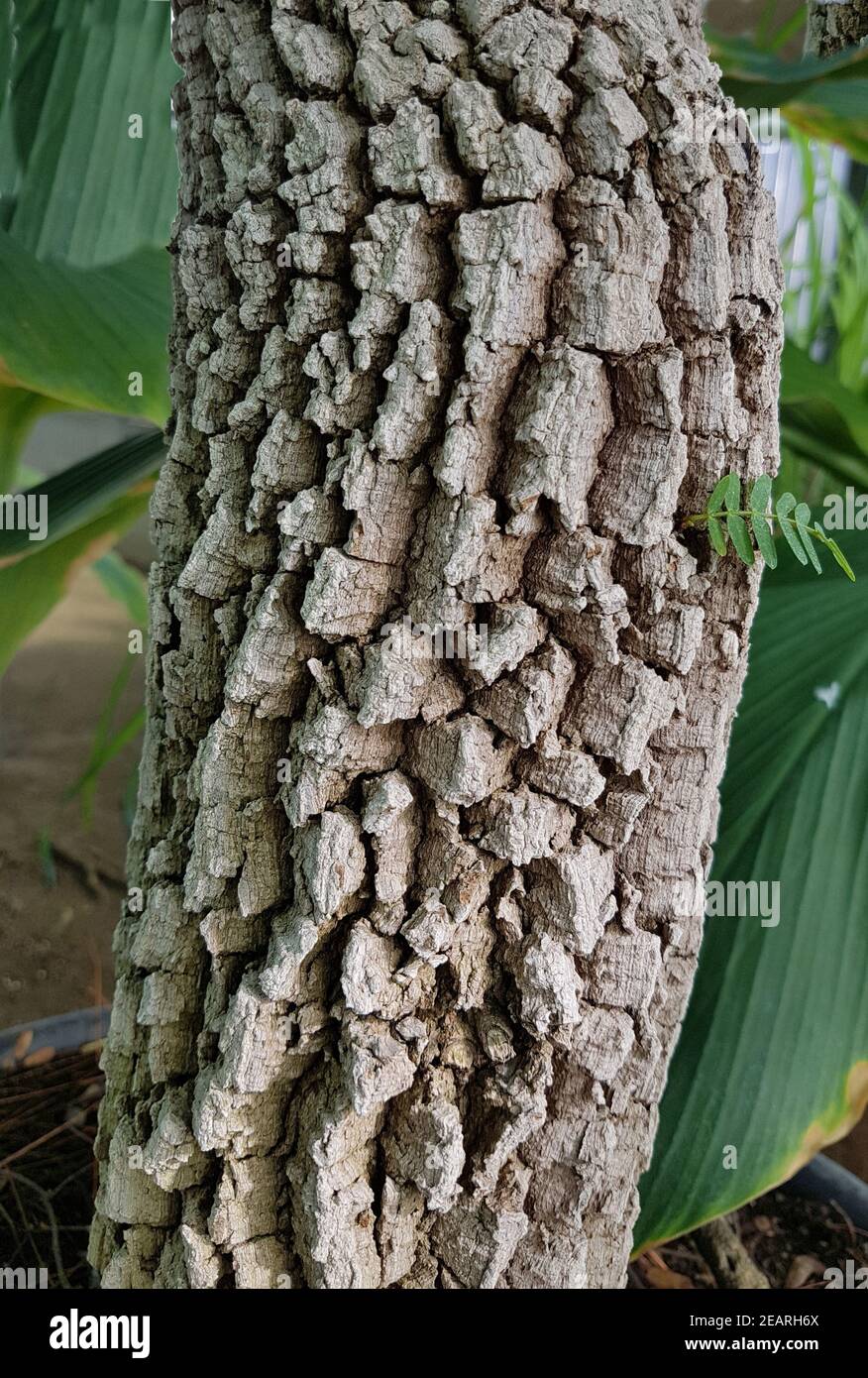 Tamarindus Indica High Resolution Stock Photography and Images - Alamy