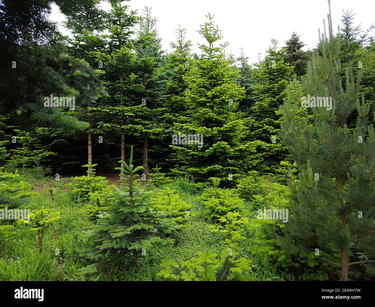 Tanne hi-res stock photography and images - Alamy