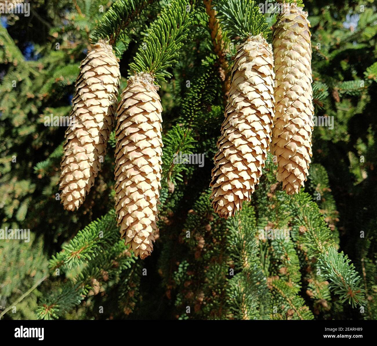 Zapfen hi-res stock photography and images - Alamy