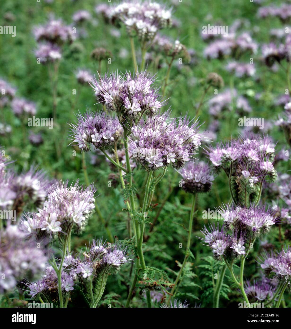 Phacelia feld hi-res stock photography and images - Alamy