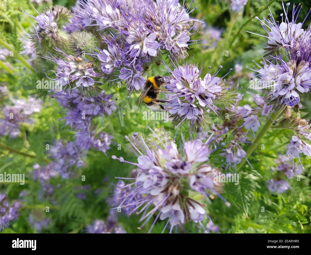 Phacelia tanacetifolia Stock Photo - Alamy