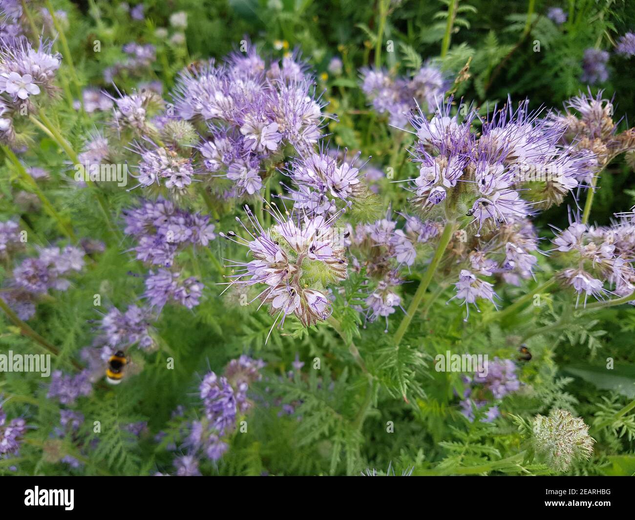 Phacelia tanacetifolia Stock Photo - Alamy