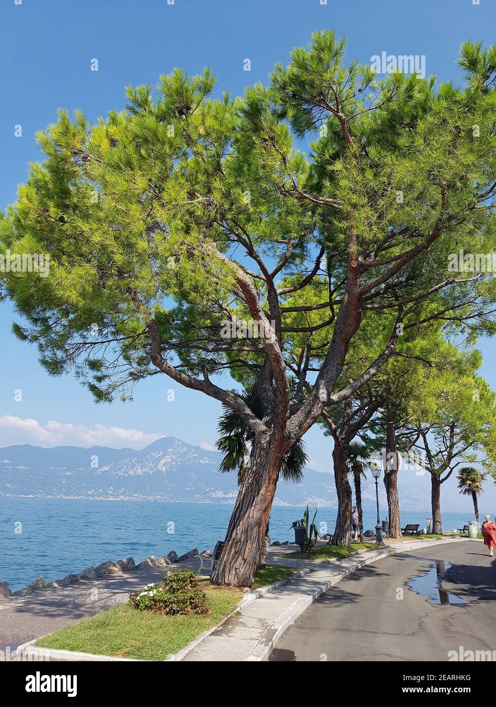 Pinienbaum Pinie Pinus, pinea Stock Photo - Alamy