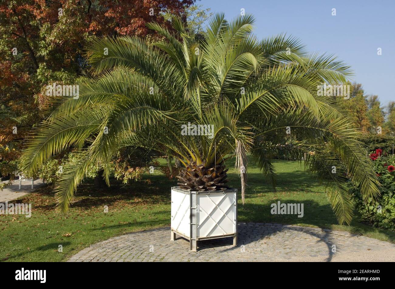 Phoenixpalme phoenix canariensis hi-res stock photography and images ...