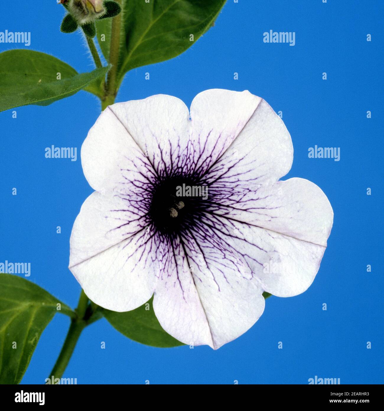 Surfina petunia hi-res stock photography and images - Alamy