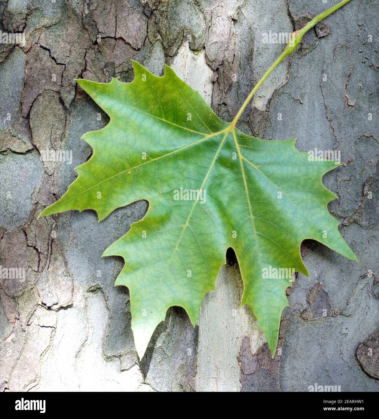 Platane trees hi-res stock photography and images - Alamy