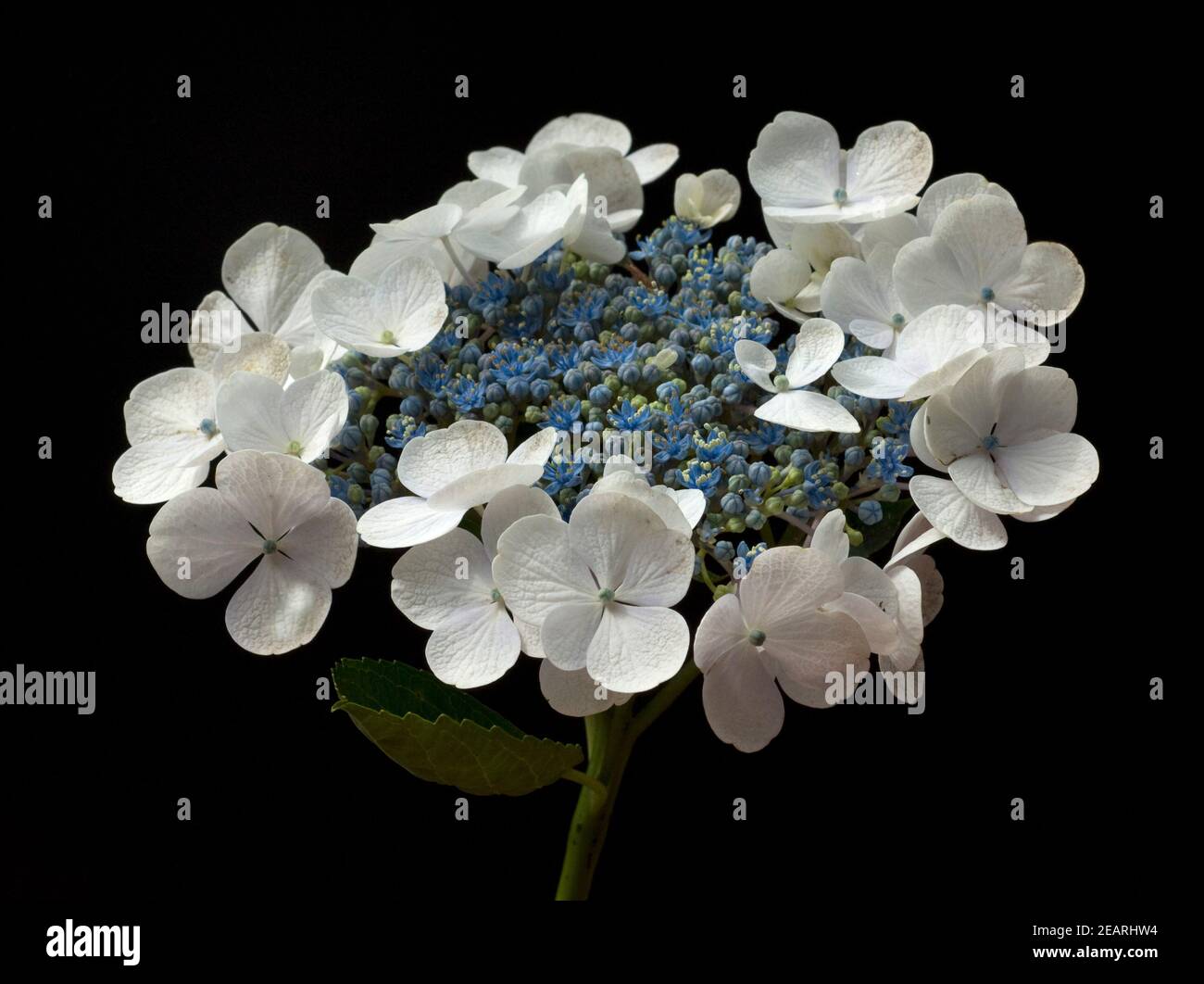 Hydrangea serrata bluebird hi-res stock photography and images - Alamy