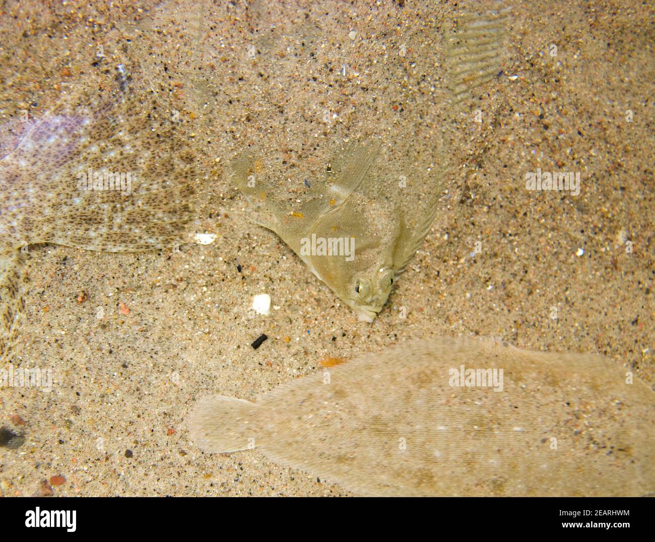 Plattfisch, Scholle, Fisch Stock Photo - Alamy