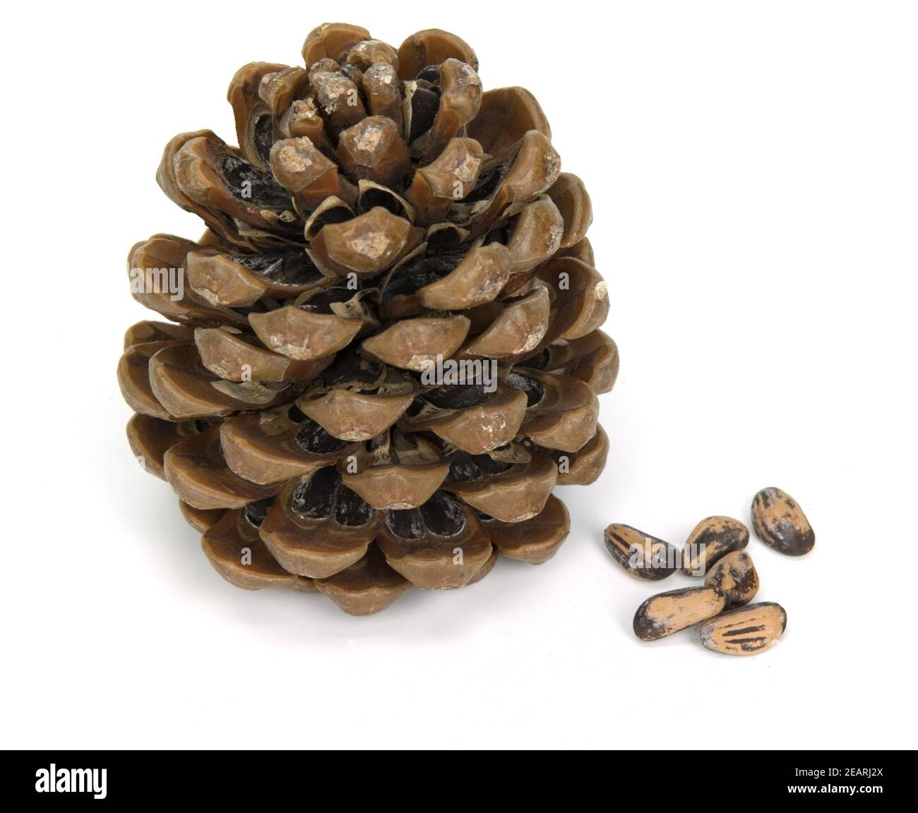 Pinienzapfen; Pinus pinea Stock Photo - Alamy