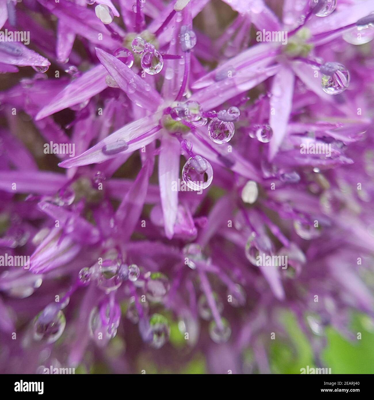 Tautropfen Wasser Struktur Tau Regentropfen Stock Photo - Alamy