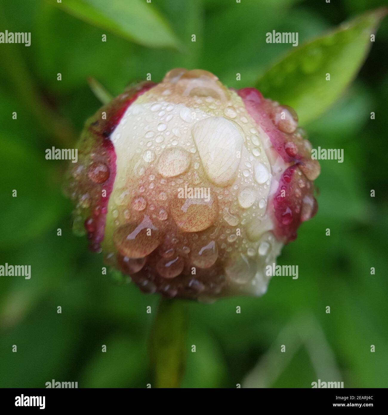 Tautropfen Wasser Struktur Tau Regentropfen Stock Photo - Alamy