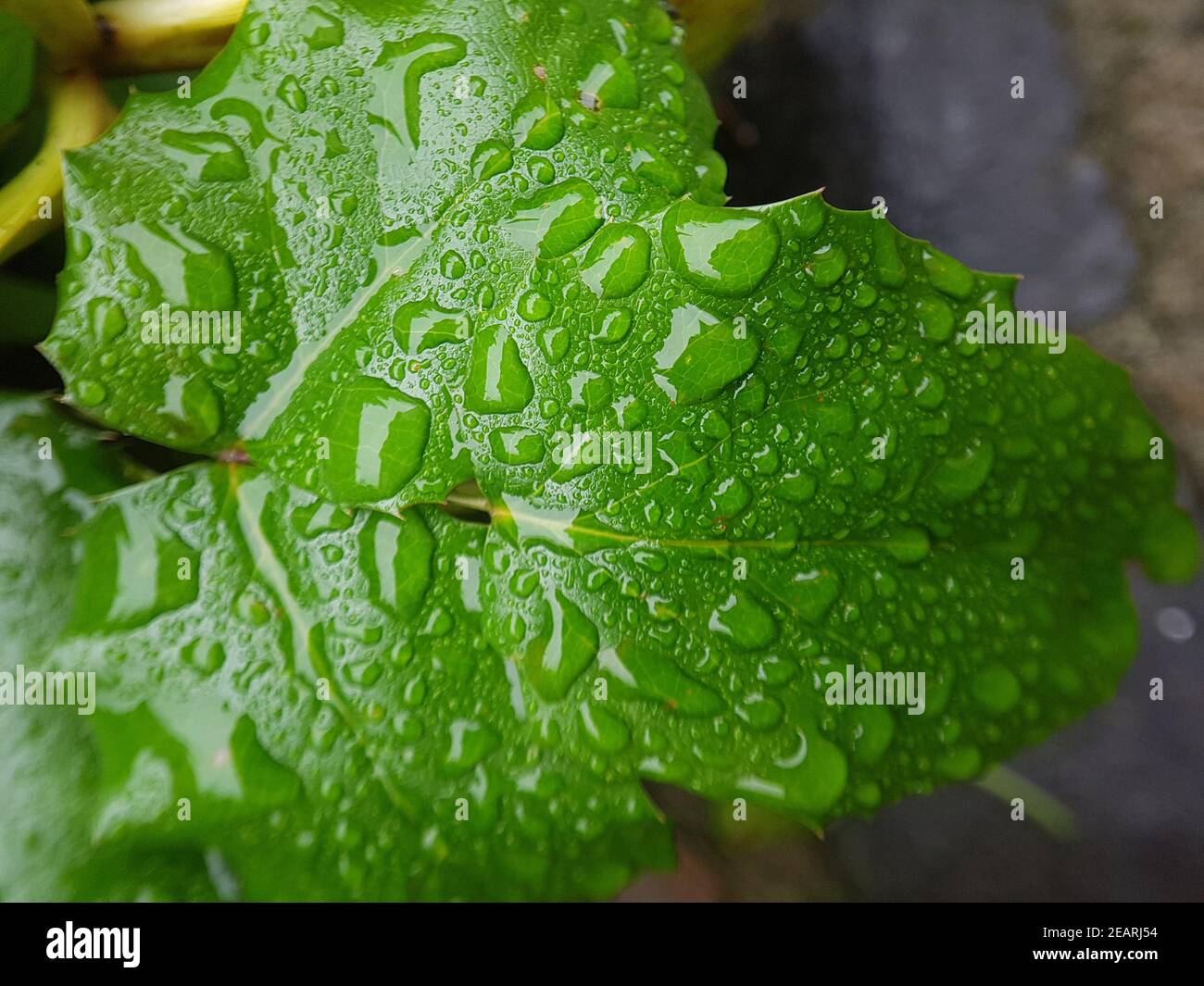Tautropfen Wasser Struktur Tau Regentropfen Stock Photo - Alamy