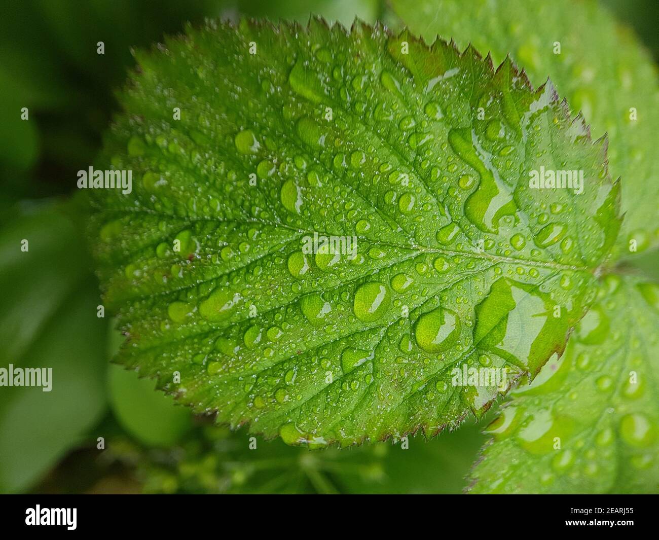 Tautropfen Wasser Struktur Tau Regentropfen Stock Photo - Alamy