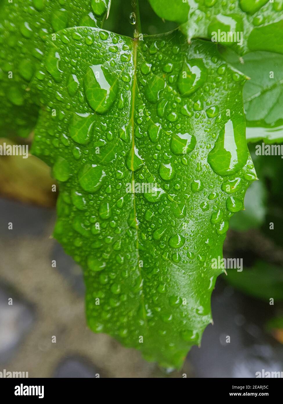 Tautropfen Wasser Struktur Tau Regentropfen Stock Photo - Alamy