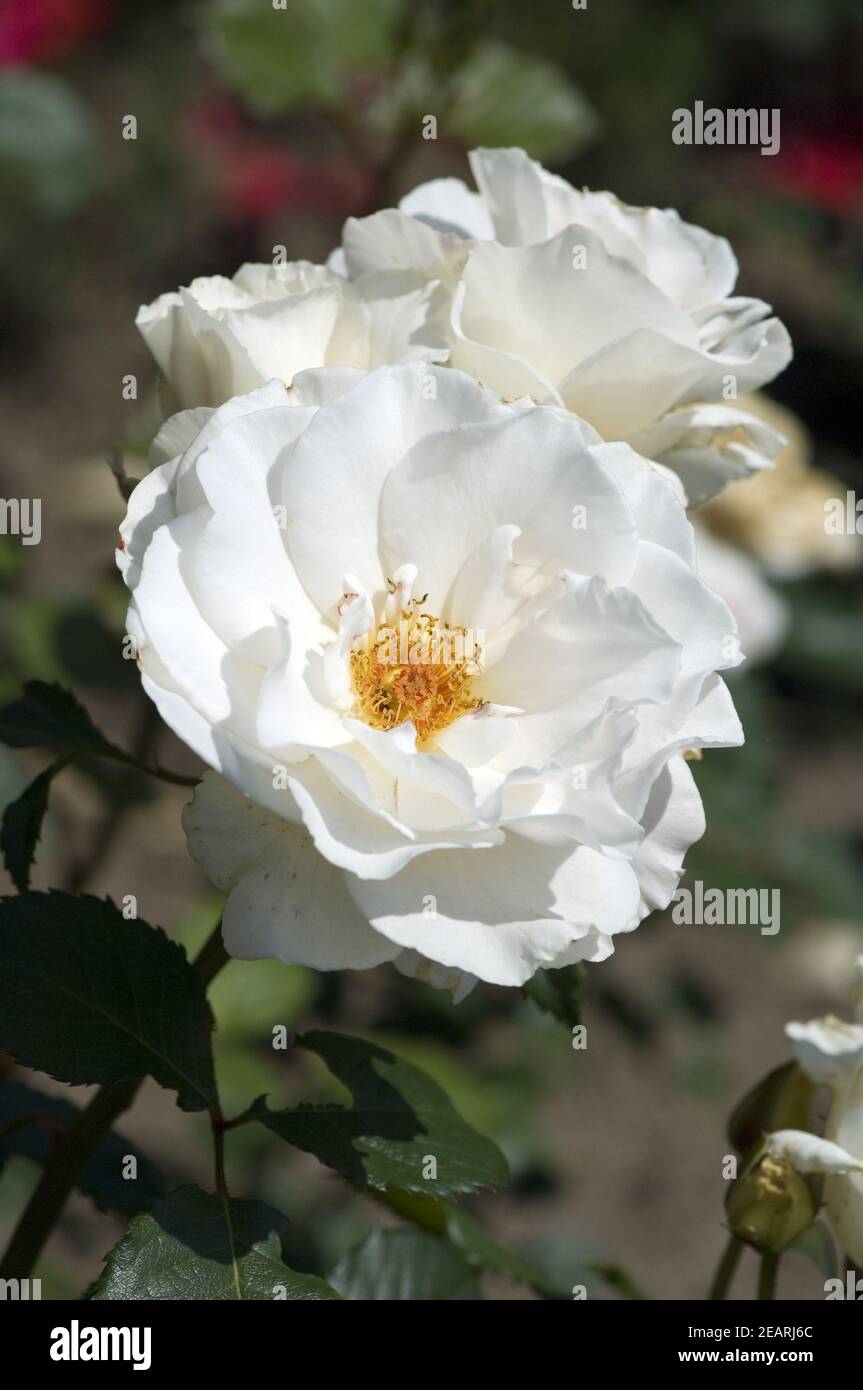 Margaret merril rose hi-res stock photography and images - Alamy