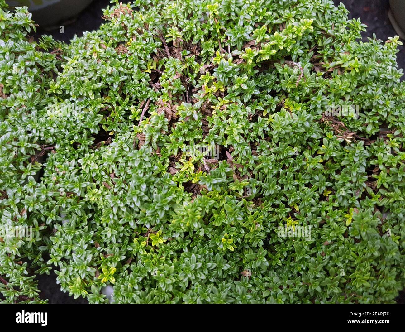 Teppichthymian, Thymus, serpyllum, Creeping Red Stock Photo - Alamy