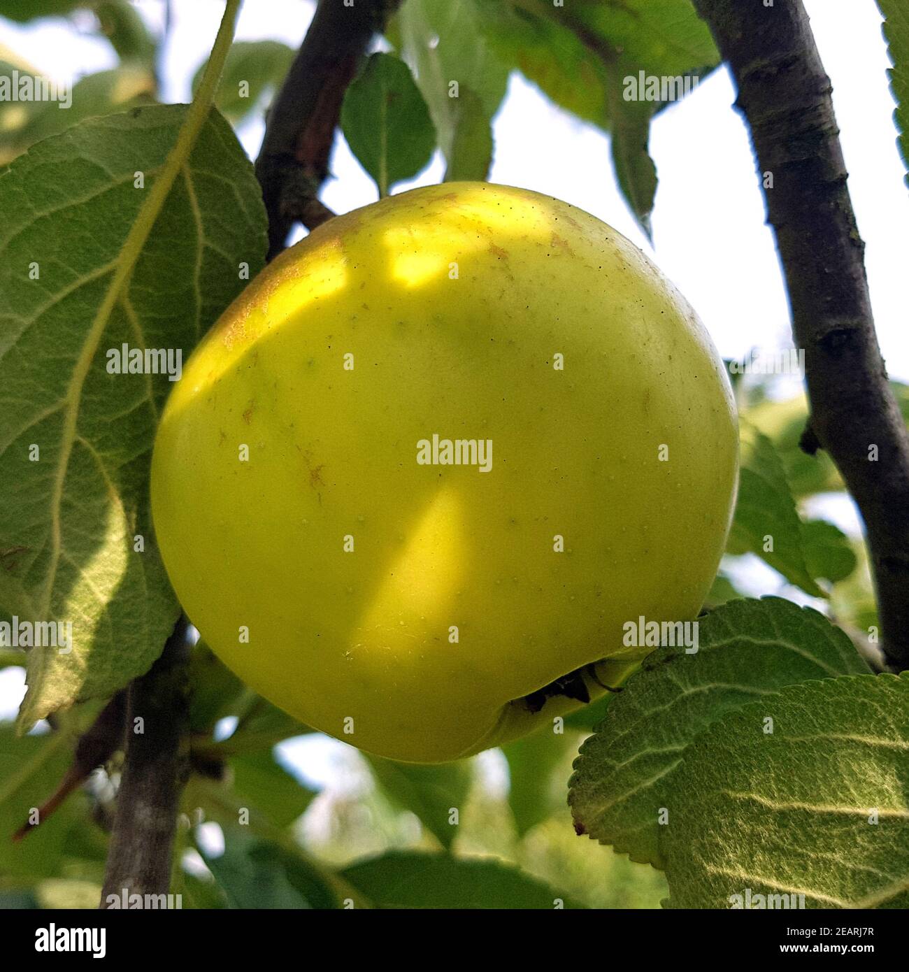 Pomme de Or, Alte Apfelsorten, Apfel, Malus, domestica Stock Photo - Alamy