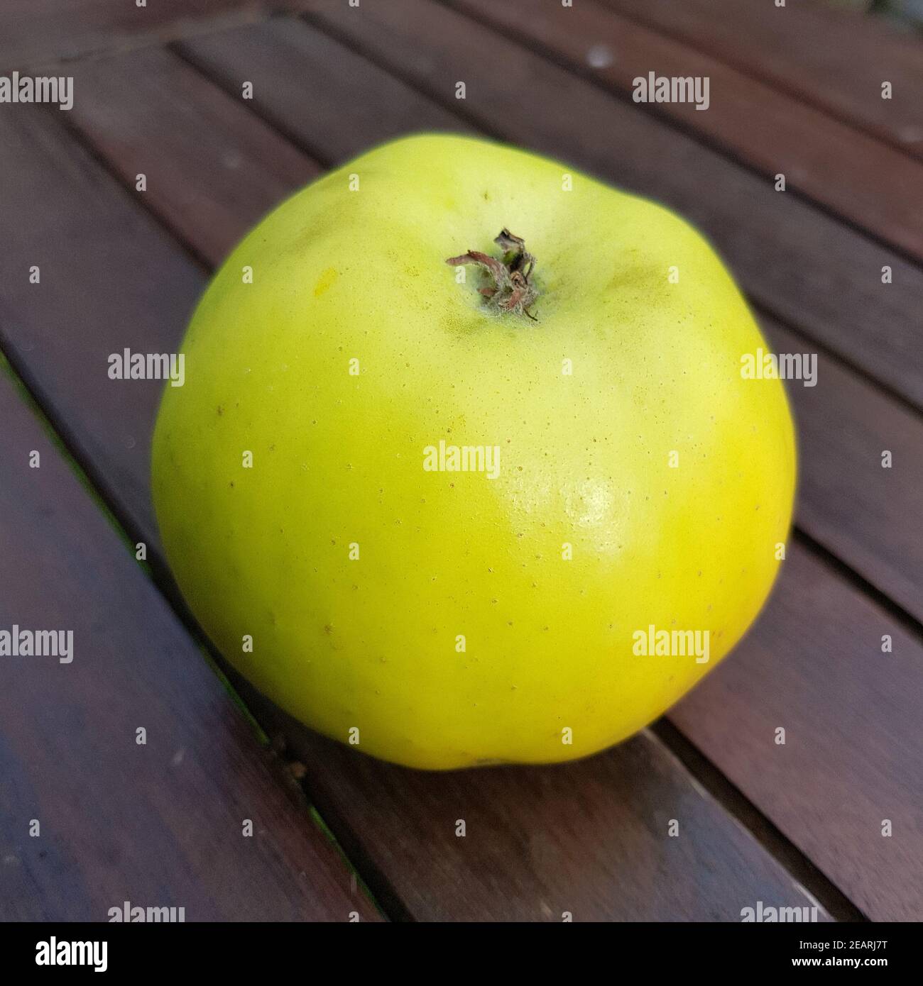 Pomme de Or, Alte Apfelsorten, Apfel, Malus, domestica Stock Photo - Alamy