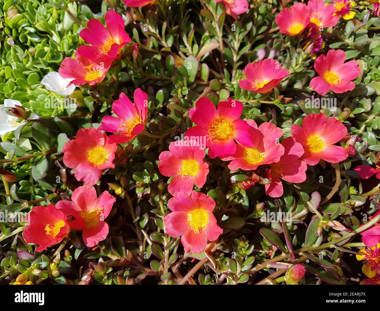 Portulaca oleracea hi-res stock photography and images - Alamy