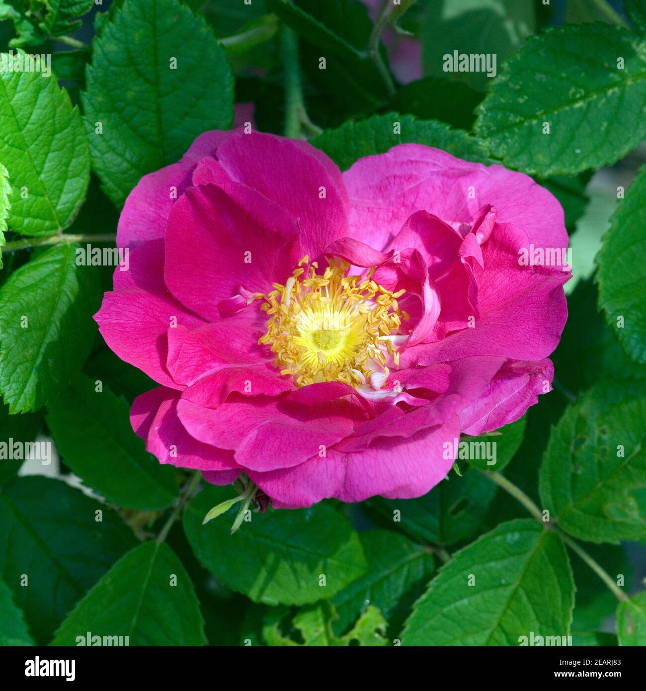 Portland shrub rose hi-res stock photography and images - Alamy