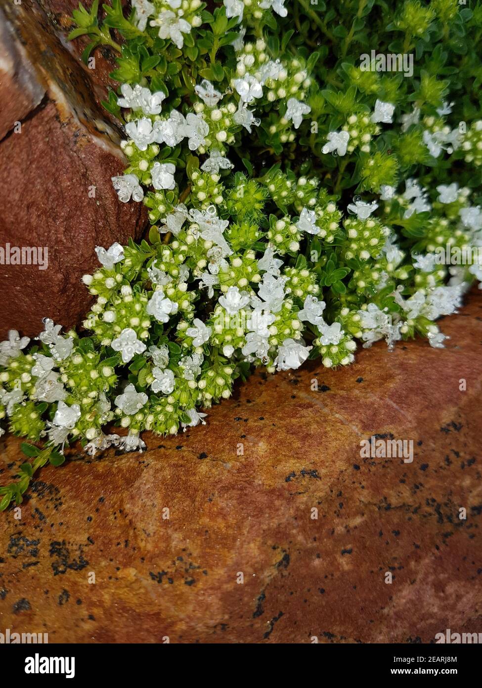 Tautropfen Wasser Struktur Tau Regentropfen Stock Photo - Alamy
