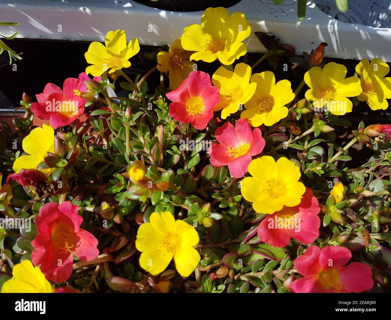 Portulaca oleracea hi-res stock photography and images - Alamy