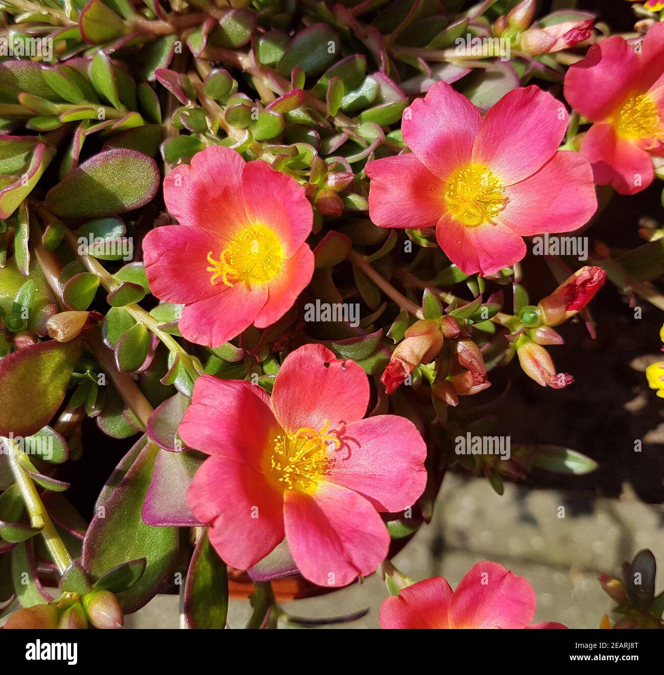 Portulak Portulaca, oleracea Bluete Stock Photo - Alamy
