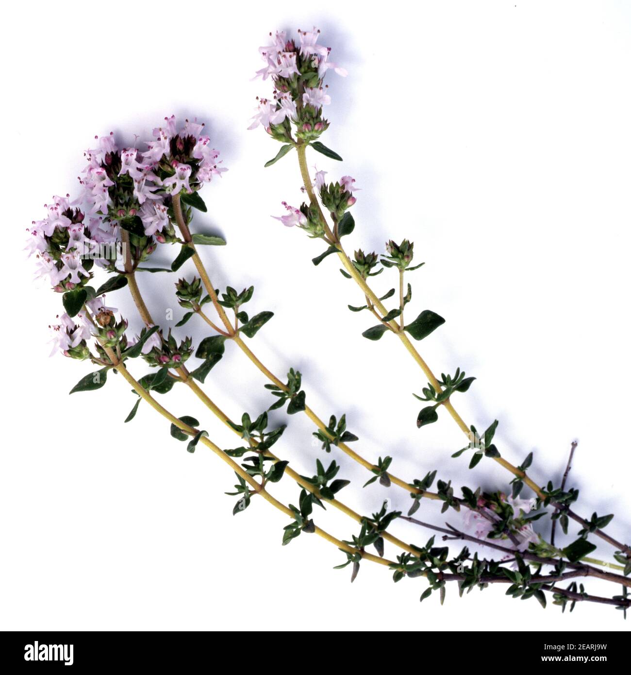 Thymianblueten hi-res stock photography and images - Alamy