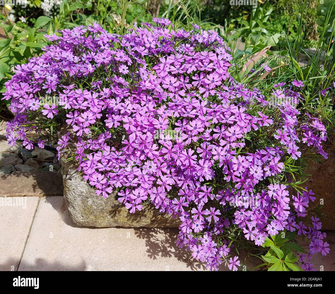Polsterphlox, Moos-Phlox, Phlox, subulata Stock Photo - Alamy
