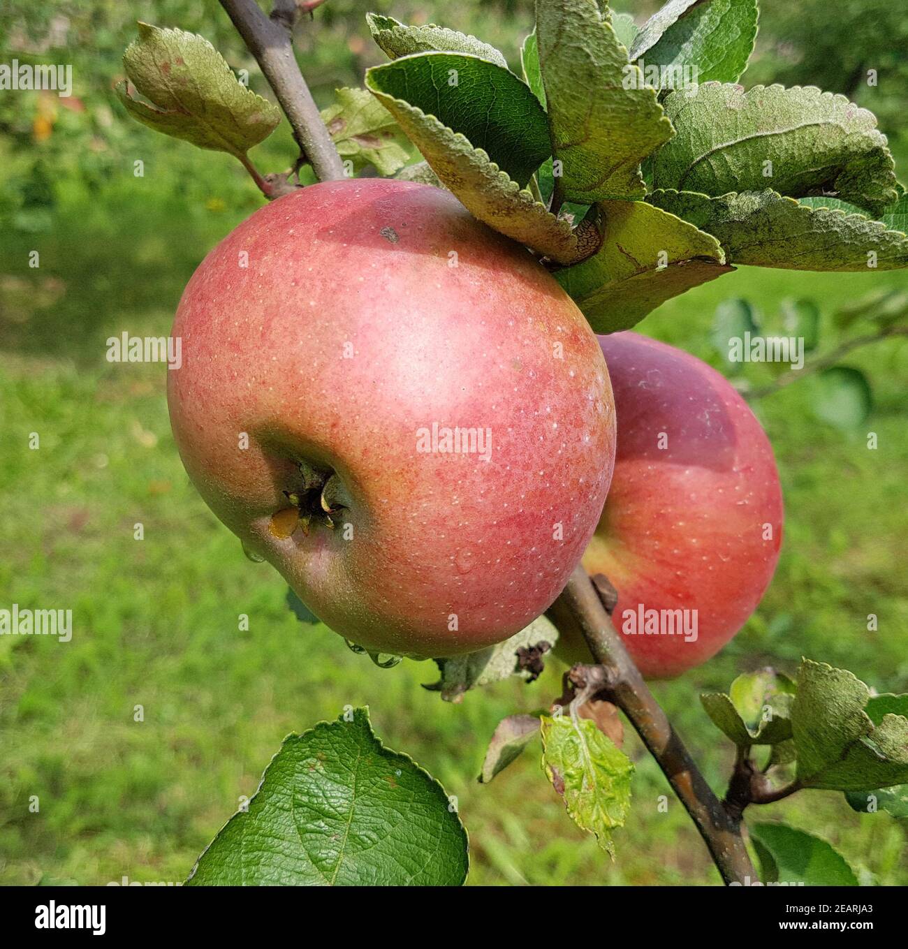 Rambour hi-res stock photography and images - Alamy