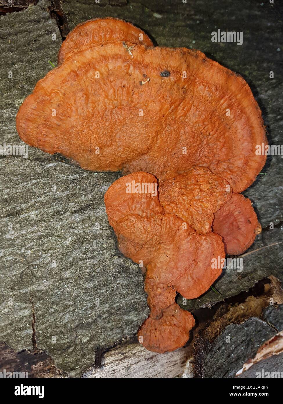 Baumpilz hi-res stock photography and images - Alamy