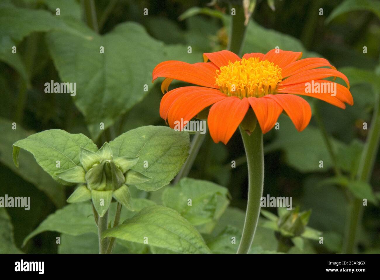 Tithonia rotundifolia torch hi-res stock photography and images - Alamy