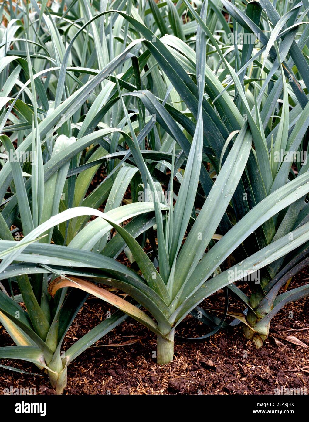 Porree, Allium porrum Stock Photo - Alamy